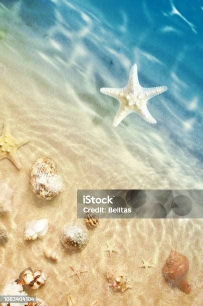 불가사리와 해 수의 여름 해변에 조개 여름 배경입니다 여름 시간입니다 0명에 대한 스톡 사진 및 기타 이미지 0명 개념