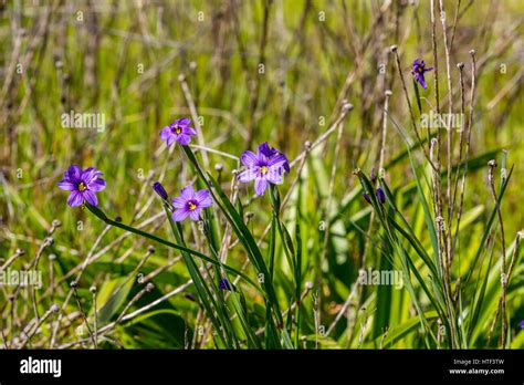 Blue Eyed Grass California Native Selling Discount Uk