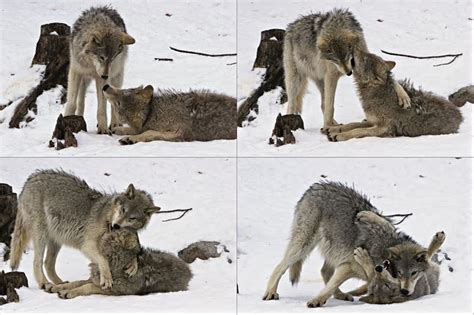 Veterinary Online Wolf All About Wolves 2014 Part 3 Veterinary Online