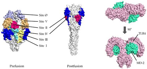 Illustration Showing Three Dimensional 3d Structures Of Respiratory Download Scientific