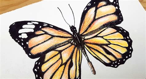 How To Draw A Realistic Butterfly