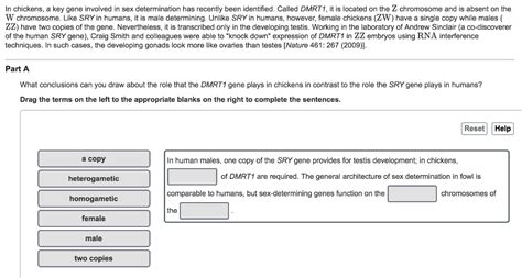 Solved In Chickens A Key Gene Involved In Sex Determination Chegg Com