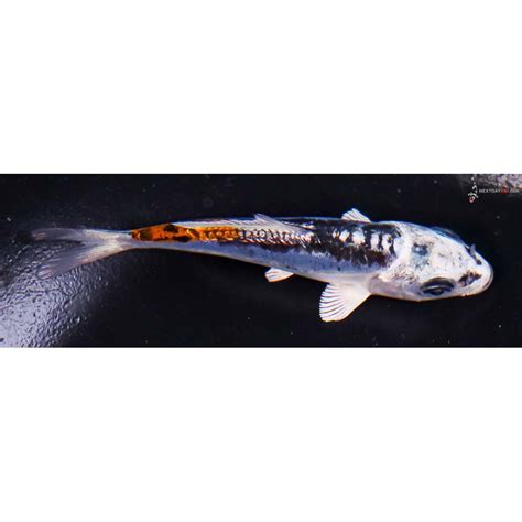 3 5” Imported Gin Rin Doitsu Blue Kujaku Next Day Koi