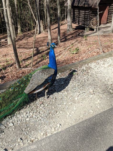 Peacock Walking Outside Stock Image Image Of Beak Ducks 212825943