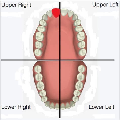 Fdi Dental Notation Permanent Teeth Flashcards Quizlet