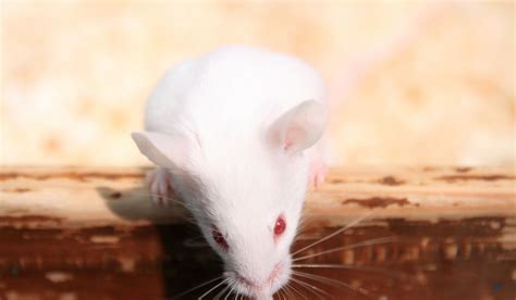 Milyen Egér Fajták ólálkodnak Magyarországon Rovartech