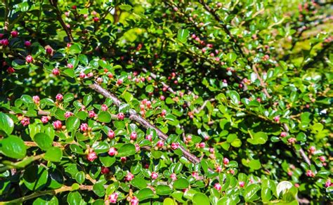 Small Pink Flower Buds Of A Cotoneaster Horizontalis Bush In The Garden