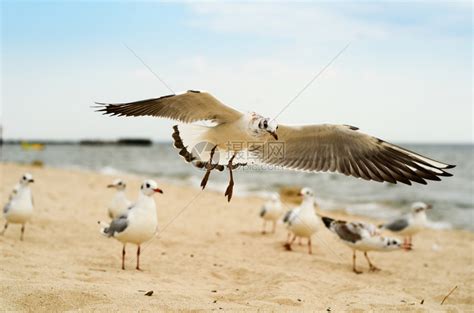 海鸥降落在沙滩上黑海高清图片下载 正版图片507311519 摄图网