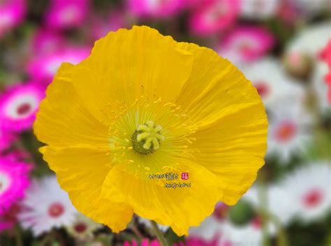 텃밭가는길 양귀비꽃이 활짝 화초 꽃양귀비 개양귀비 씨앗 파종 키우기 꽃말 네이버 블로그