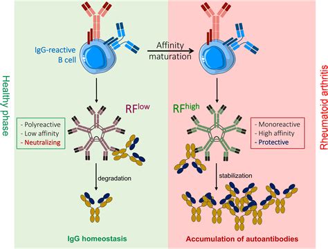 Frontiers Rheumatoid Factor Igm Autoantibodies Control Igg Homeostasis