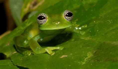 Centrolene Giant Glass Frogs Facts Distribution And Population Biodb