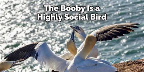 Booby Meaning Symbolism And Totem Explained 2026