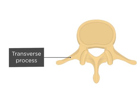Transverse Process Of Vertebrae