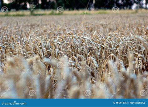 Gewas Van Rogge Stock Foto Image Of Installatie Opbrengst 16541896