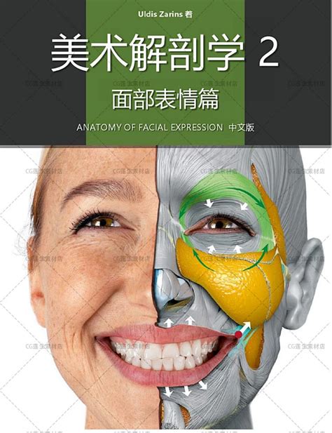 面部表情艺用解剖 头部脸部骨骼肌肉造型 动漫原画插画参考素材 淘宝网 花瓣网