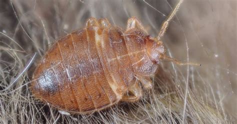 Mystery Solved Don T Want Bed Bugs In Your Home You Have To Fix All