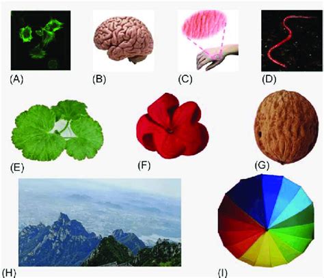 1 Buckle Structure In Nature A Confocal Laser Scanning Microscopy Download Scientific