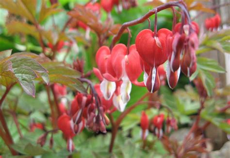 Plants Beginning With The Letter D