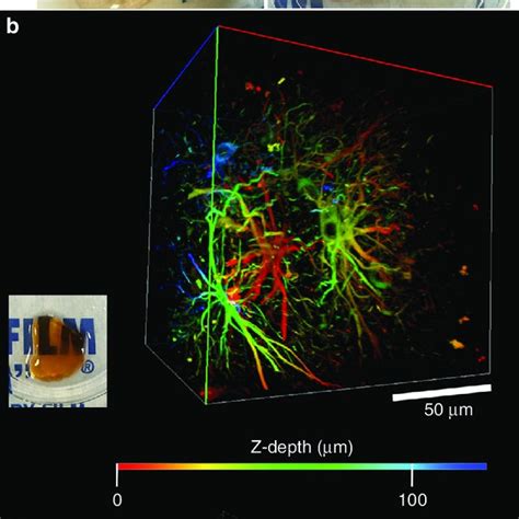 Pdf Next Generation Histology Methods For Three Dimensional Imaging