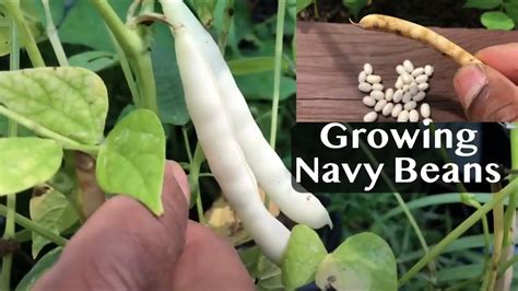 Pea Beans Versus Navy Beans At Terry Prater Blog