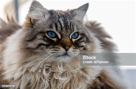 밖에 서 앉아 하는 파란 눈을 가진 아름 다운 긴 머리 고양이 가축에 대한 스톡 사진 및 기타 이미지 가축 검안 고독 부정적인 감정 표현 Istock