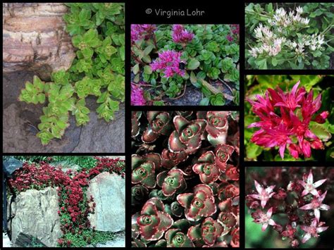 Sedum Spp Sedum Sedum Succulents Plant List