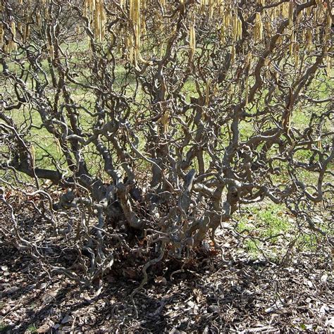 Contorted Filbert Harry Lauders Walking Stick Corylus Avellana