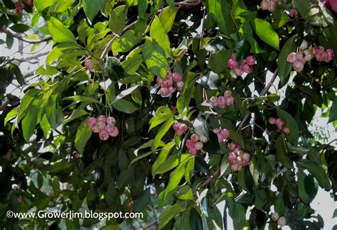Garden Adventures Syzygium Smithii Lilly Pilly