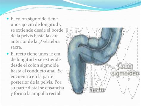 Ppt Sistema Digestivo Powerpoint Presentation Free Download Id 6121921