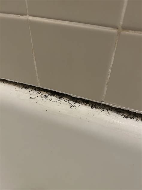 Is This Roach Poop Rroaches