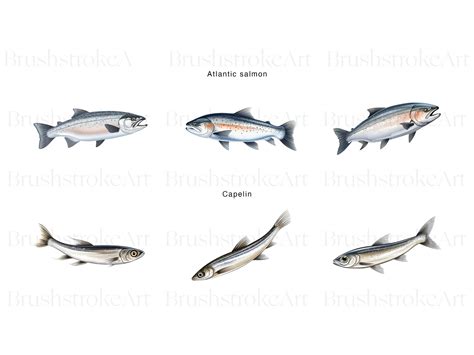 Salt Water Fish Clipart Salmon Cod Fish Png Watercolor Fish Download