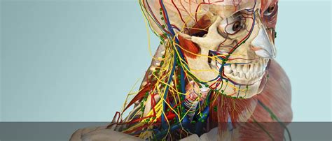 Metabolism Hormones Nutrition Life Style And Disease Prevention Testosterone Synthesis