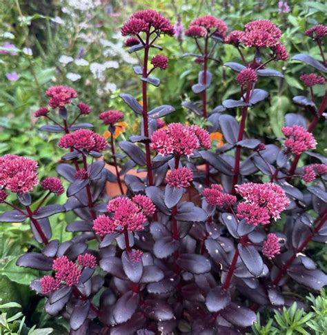 Dark Sedum Sedum Plants Goth Garden