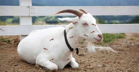 Can Ants Kill Goats Explained