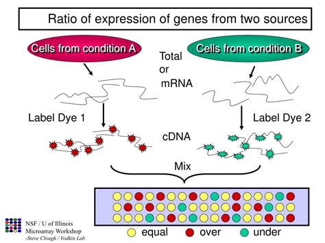 Ppt Cs491jh Data Mining In Bioinformatics Introduction To Microarray Technology Technology