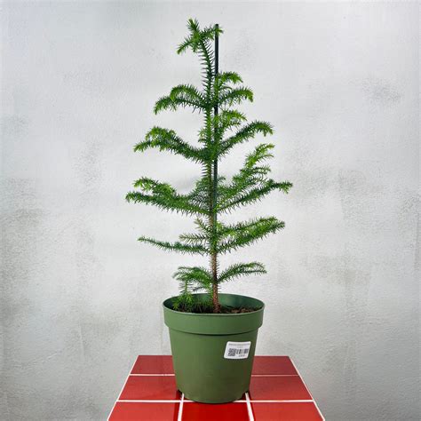 Norfolk Island Pine Araucaria Heterophylla Indoor Evergreen Tree