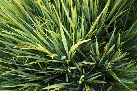 Green Leaves Background Of Paddy Plant With Young Rice Grain Growing