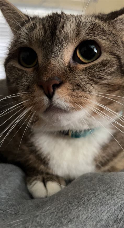 One Standard Issue Millie Aka Stubs Rstandardissuecat