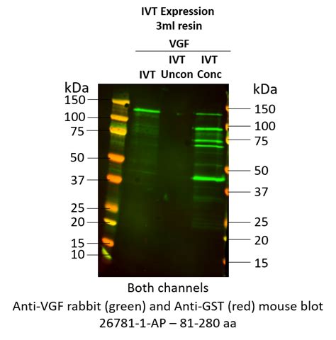 Vgf Antibody 26781 1 Ap Proteintech