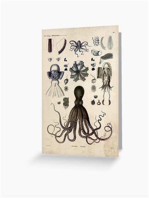 Octopus Diagram