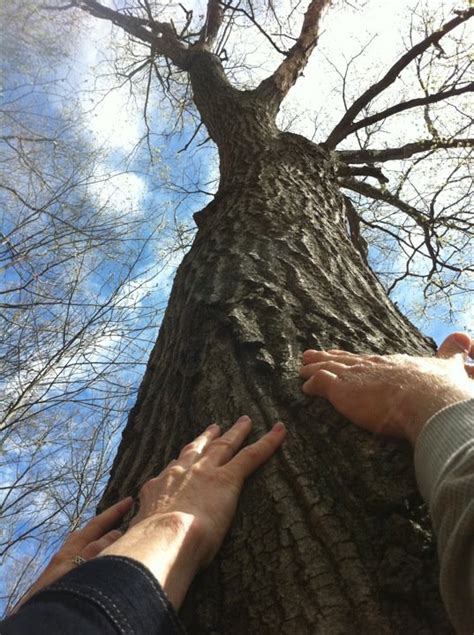 Hands On Tree Jodi Aman DSW Accelerated Healing For Your Brain Body And Spirit
