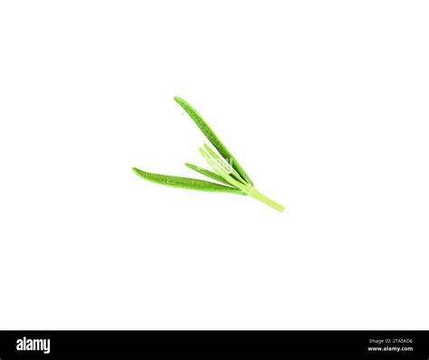 Rosemary Twig Isolated On White Background With Clipping Path Stock