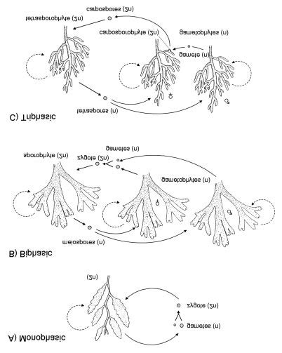 Generalised Algal Life Histories A Monophasic Life Histories Involve Download Scientific