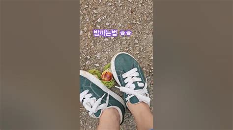 어릴때 이렇게 밤 까라고 배웠으유 ㅎㅎ 밤까지 주말농장 농부의일상 즐거운주말 동심 Shorts Youtube