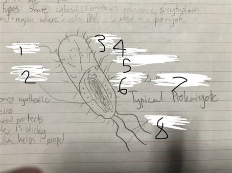 Biology 101 Exam 1 Flashcards Quizlet
