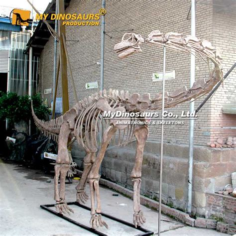 Squelette De Dinosaures And Fossile De Dinosaures My Dinosaurs