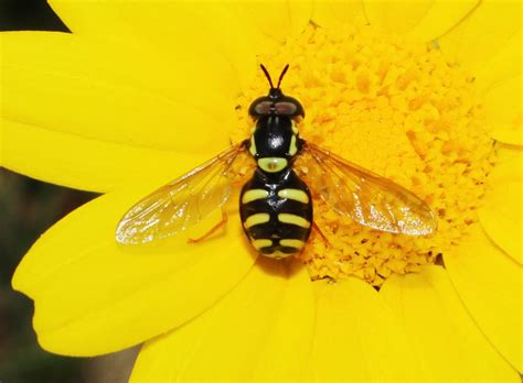 Biodiversity Of Cyprus By Ngo Protection Of The Natural Heritage And