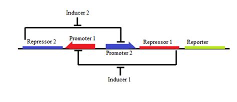 Schematic Of The Synthetic Toggle Switch Model Gardner Et Al 2000 Download Scientific Diagram