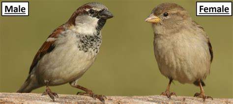 21 Types Of Sparrows Found In Louisiana Id Guide Bird Watching Hq