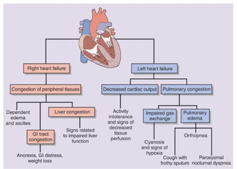 Cardio Patho 3 Flashcards Quizlet